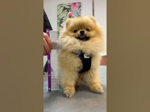 🔥 Самый Маленький Померанский Шпиц 🐾 Мини Малыш Лео на груминге ️ - YouTube