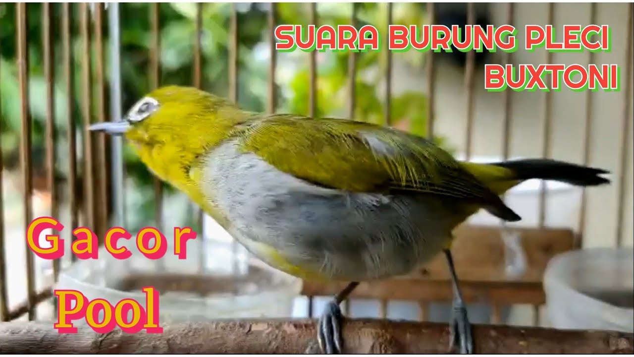 BURUNG PLECI BUSTOMI SUPER GACOR POOL MEMANGIL - YouTube