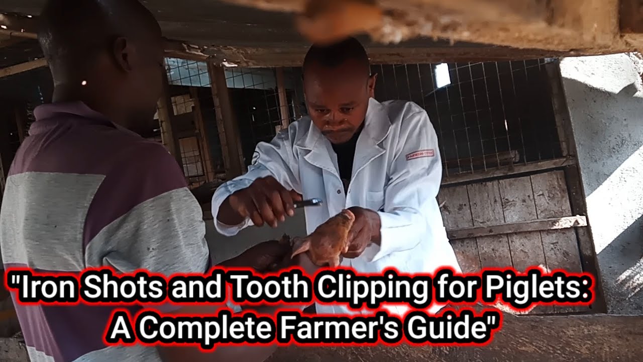 "Iron Shots and Tooth Clipping for Piglets: A Complete Farmer's Guide ...