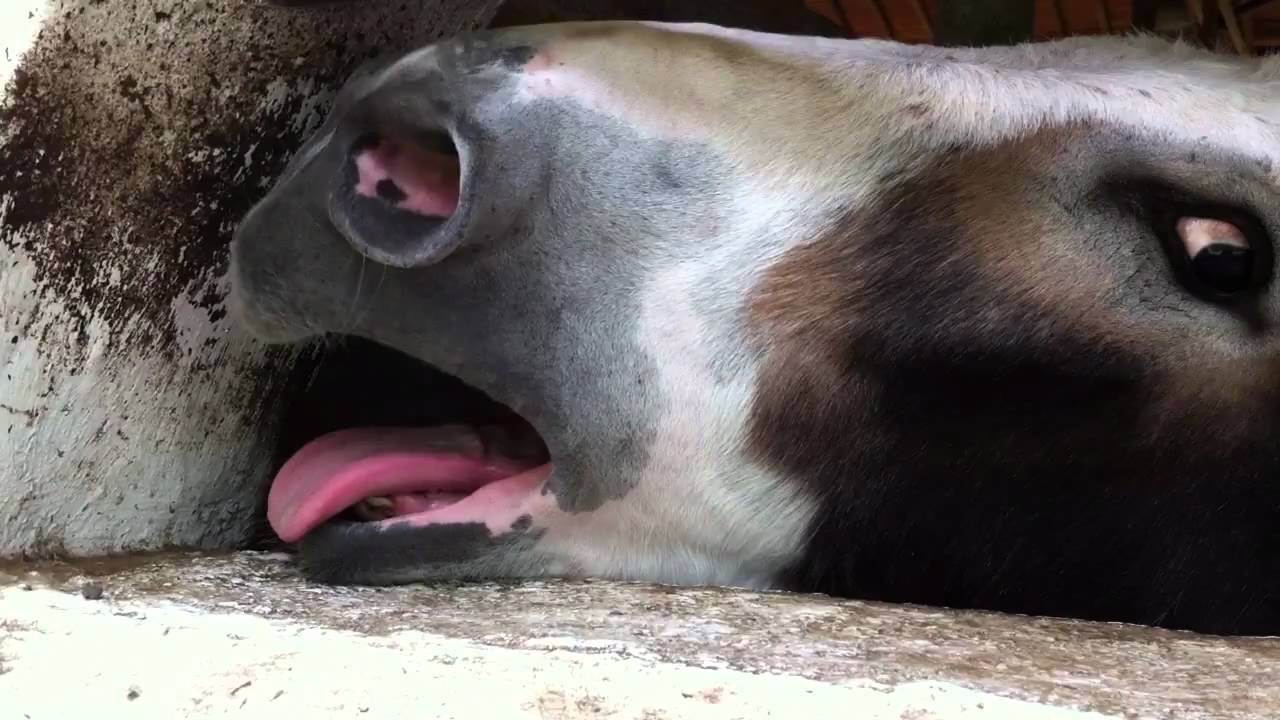 BURRO PINTO (SUBIR VOLUMEN ) - YouTube
