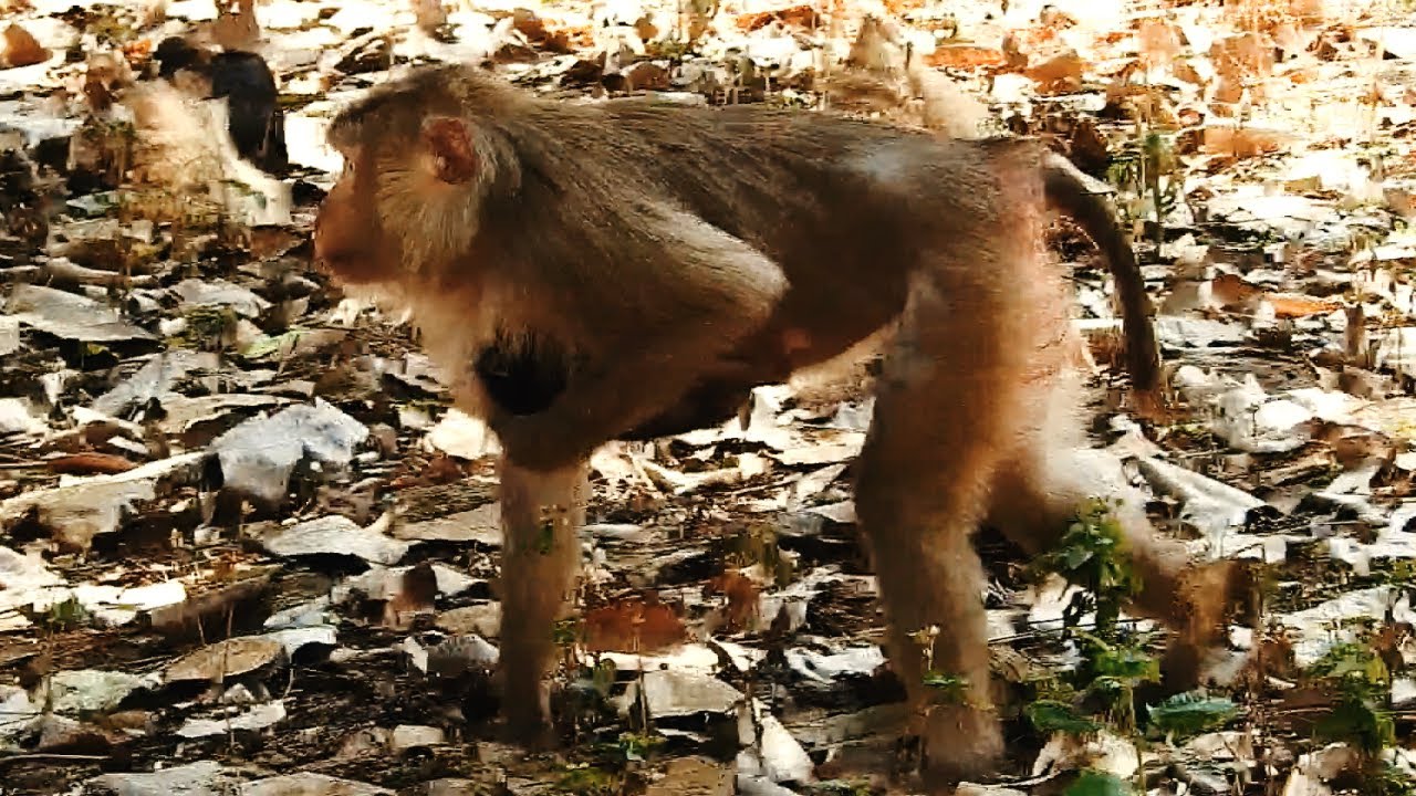 The Yang Mother monkey tack baby one hand find safe place - YouTube