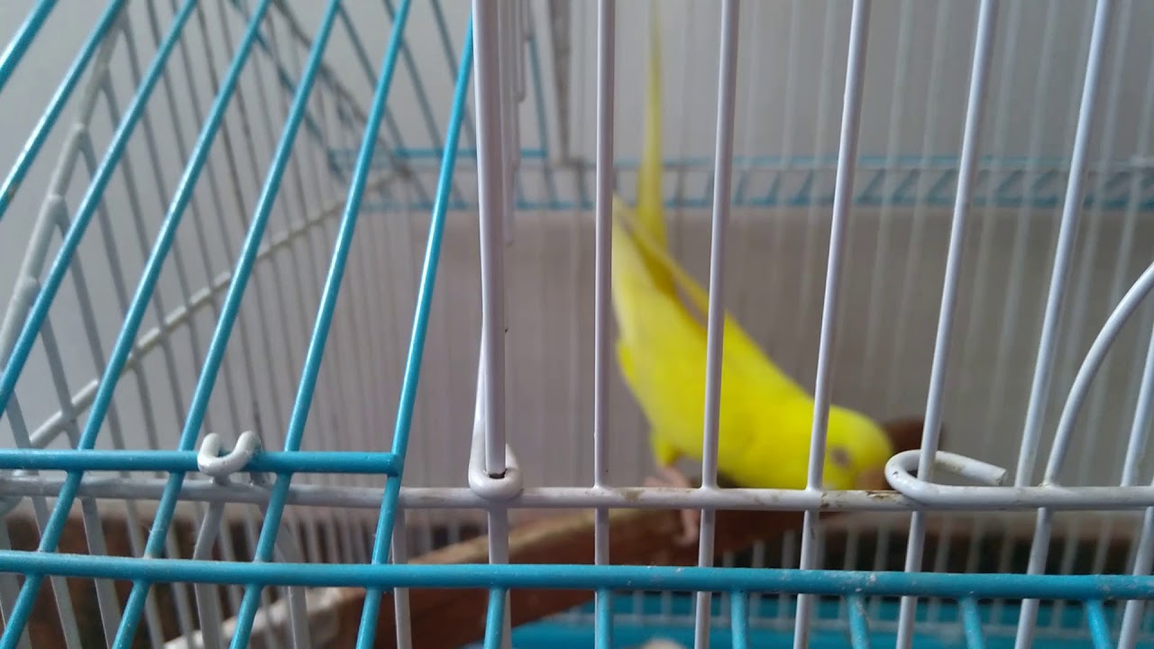 Budgies fighting - YouTube