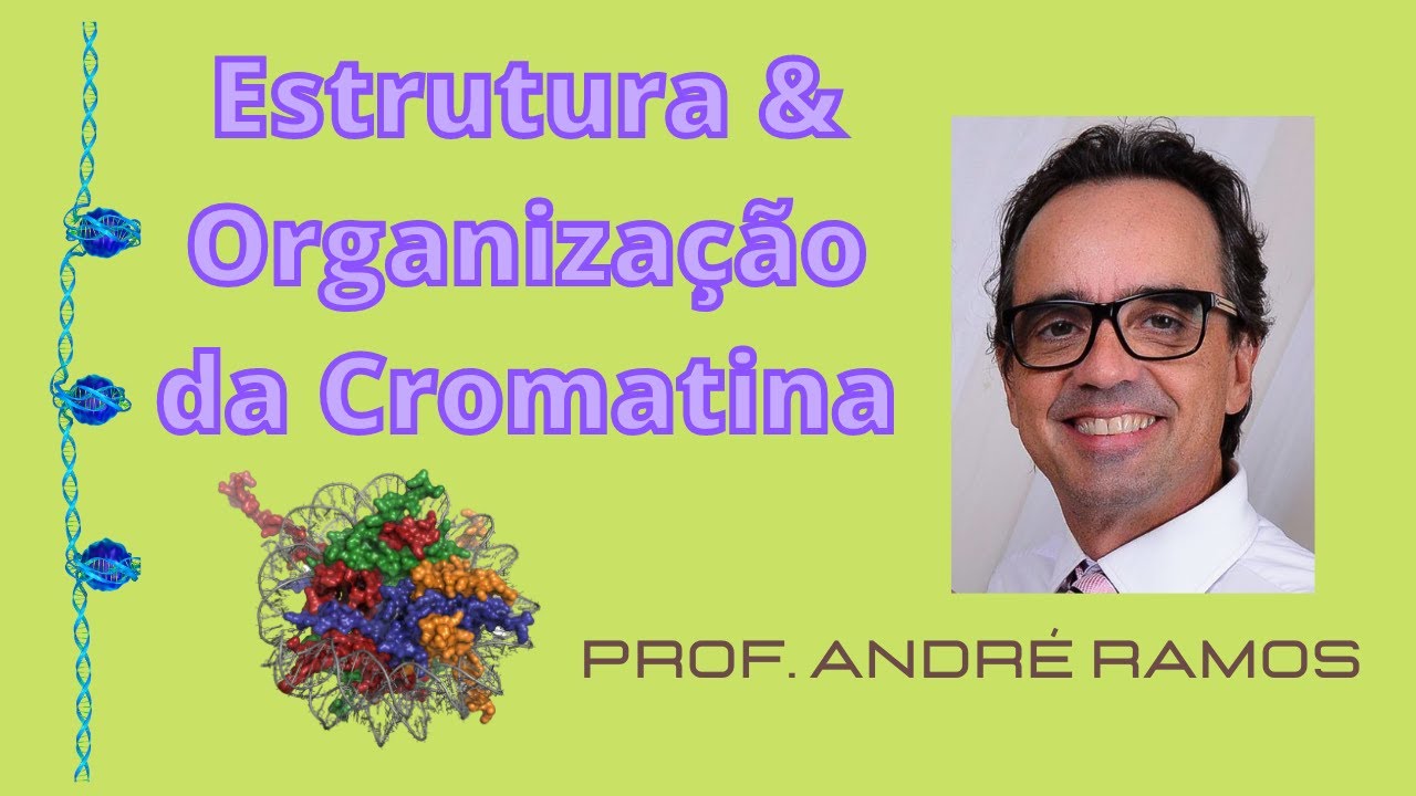 Estrutura e Organização da Cromatina: Descomplicando os cromossomos ...