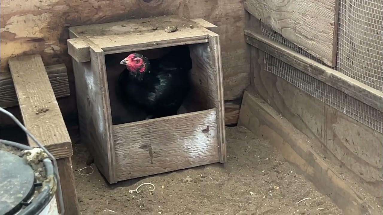 Poj qaib nteg nqe nawb - YouTube