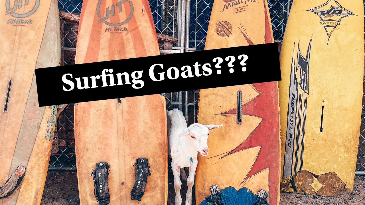 SURFING GOAT DAIRY FARM // Maui, Hawaii - YouTube