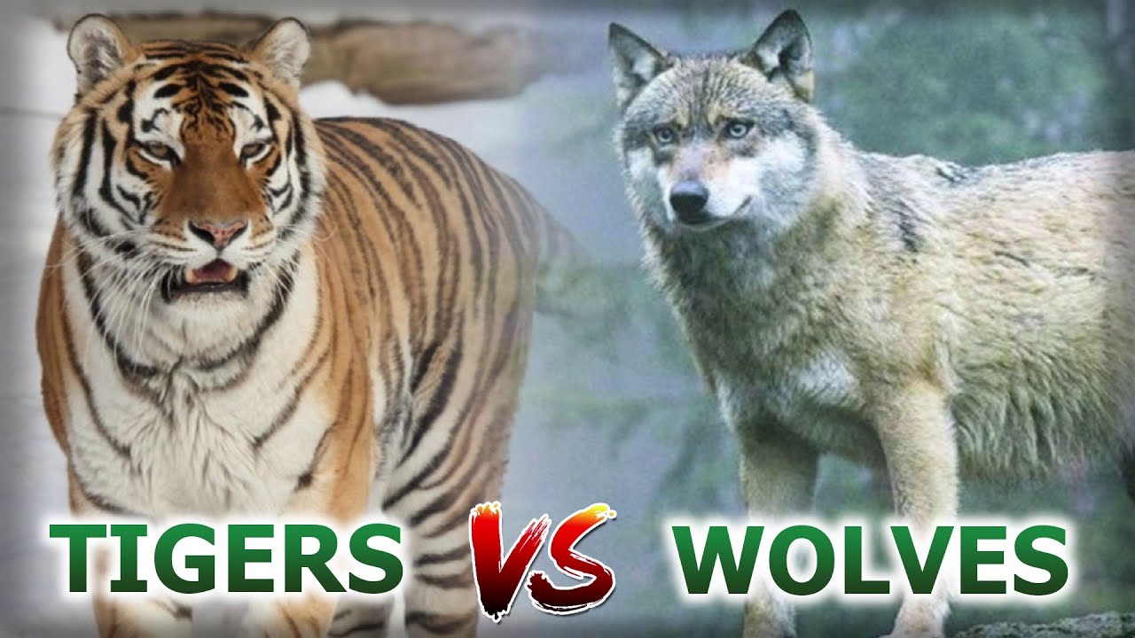 WOLVES VS TIGERS. How do predators get along in one territory? - YouTube