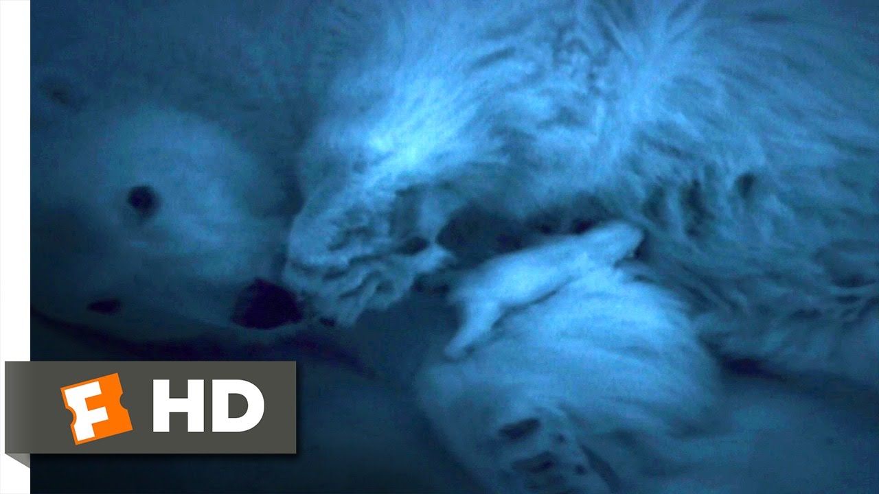 Arctic Tale (10/10) Movie CLIP - Newborn Polar Bear (2007) HD - YouTube