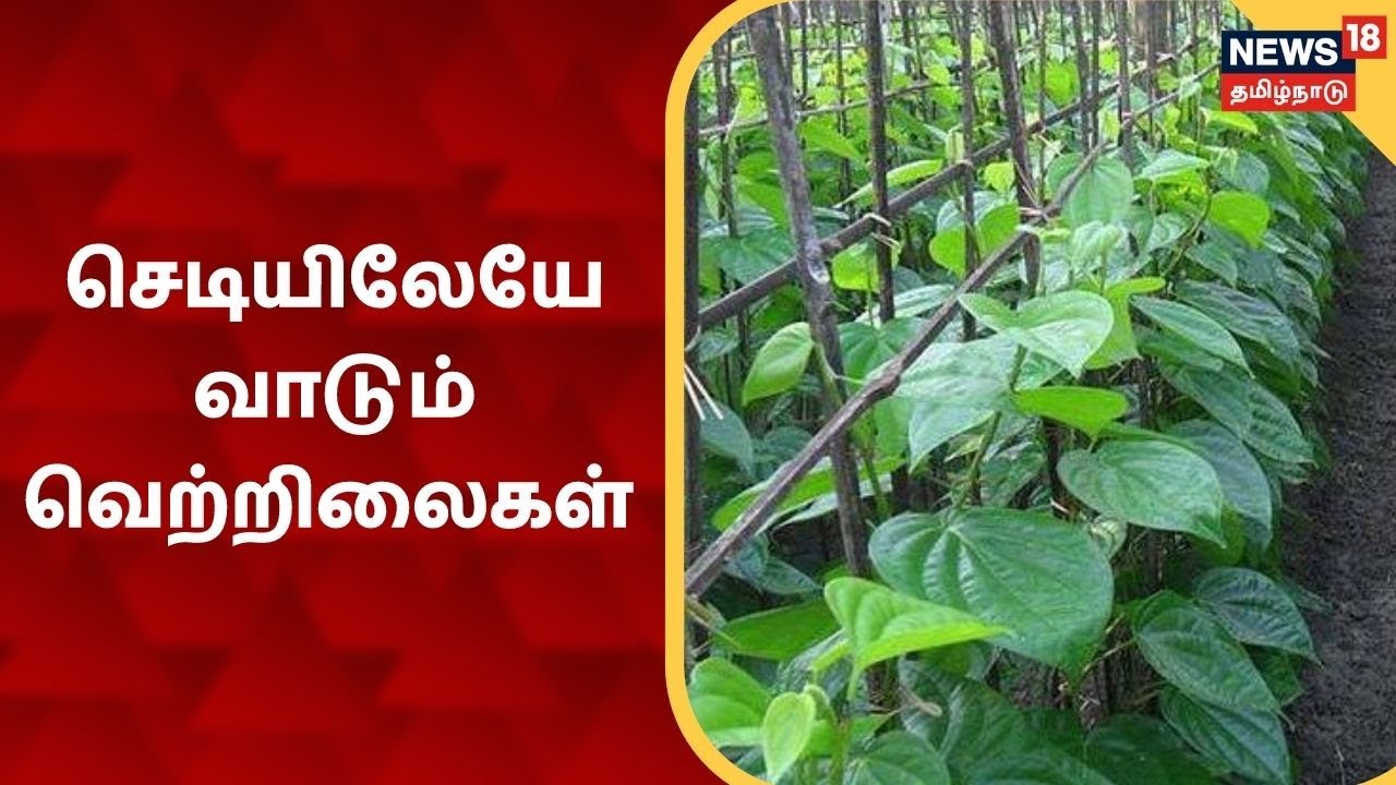 Betel Leaf Farming : கொரோனாவின் காரணமாக கடும் இழப்பை சந்தித்துள்ள ...