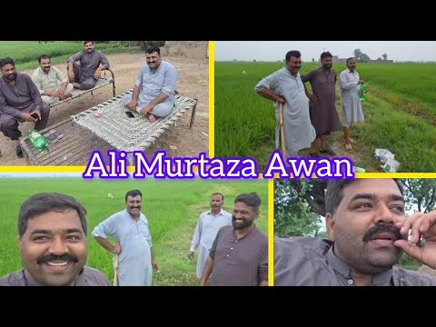 Inspecting Rice Fields of Malik Imran Awan, Chak Ramdas| A discussion ...