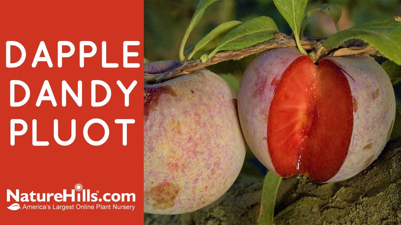Dapple Dandy Pluot | NatureHills.com - YouTube