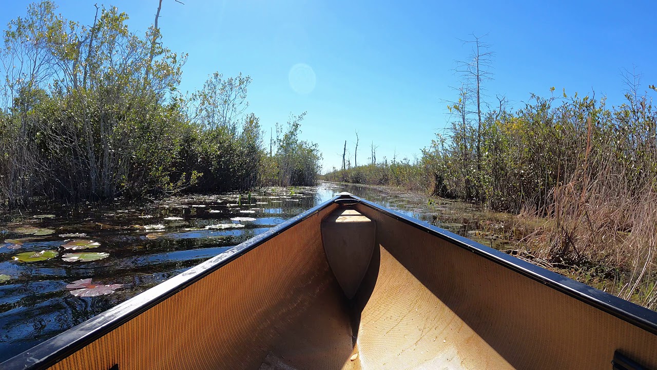 Alligator dives under my canoe while canoeing in the Okefenokee Swamp ...