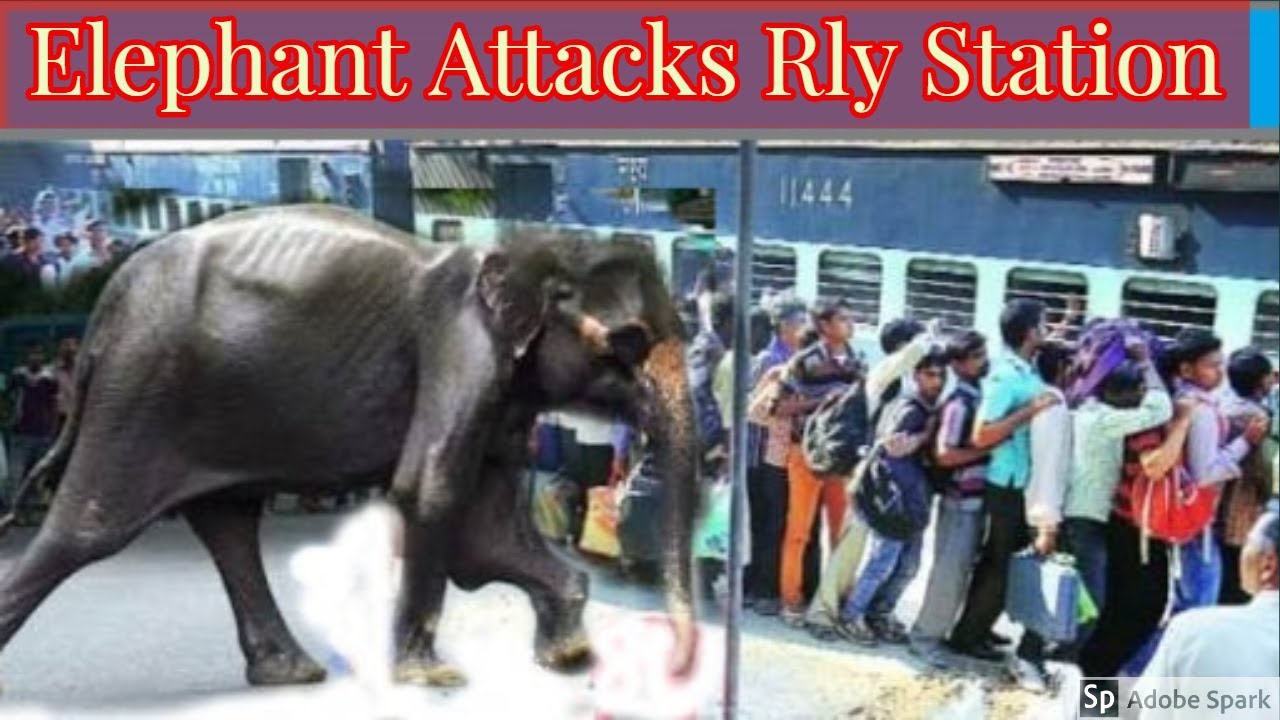 Wild Elephant Attacks People at Railway Station. - YouTube