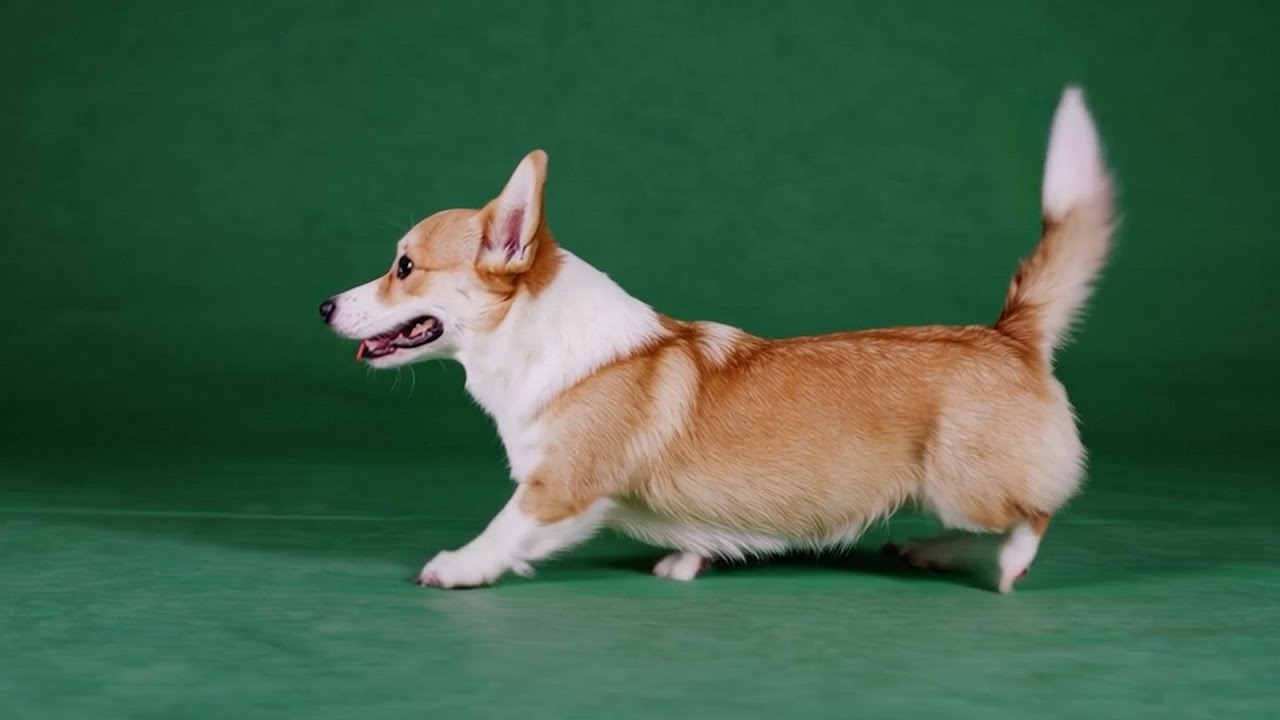 Corgi Walking – Free Green Screen Loop Animation - YouTube