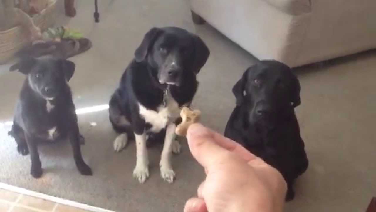 Three good dogs take turns for treats - YouTube
