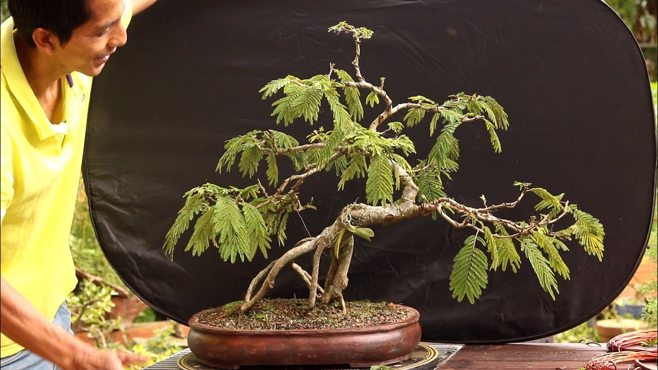 MANTENIMIENTO calliandra pittieri (carbonero) estilo neagari _ 2021 ...