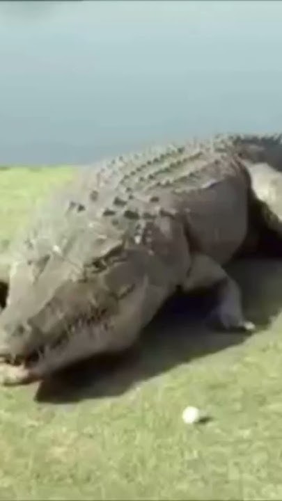 Alligator explodes - YouTube