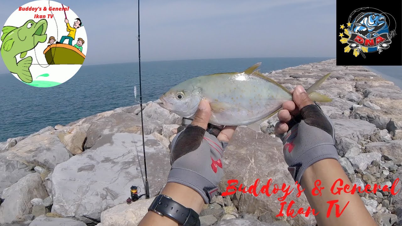 Kuning Terlihat Trevally I Yellow Spotted Trevally - YouTube