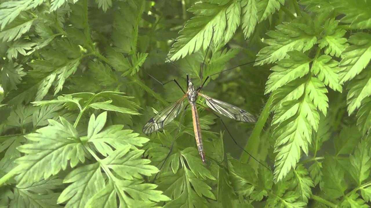 Crane fly Attack - Tipulidae - lószúnyog - YouTube