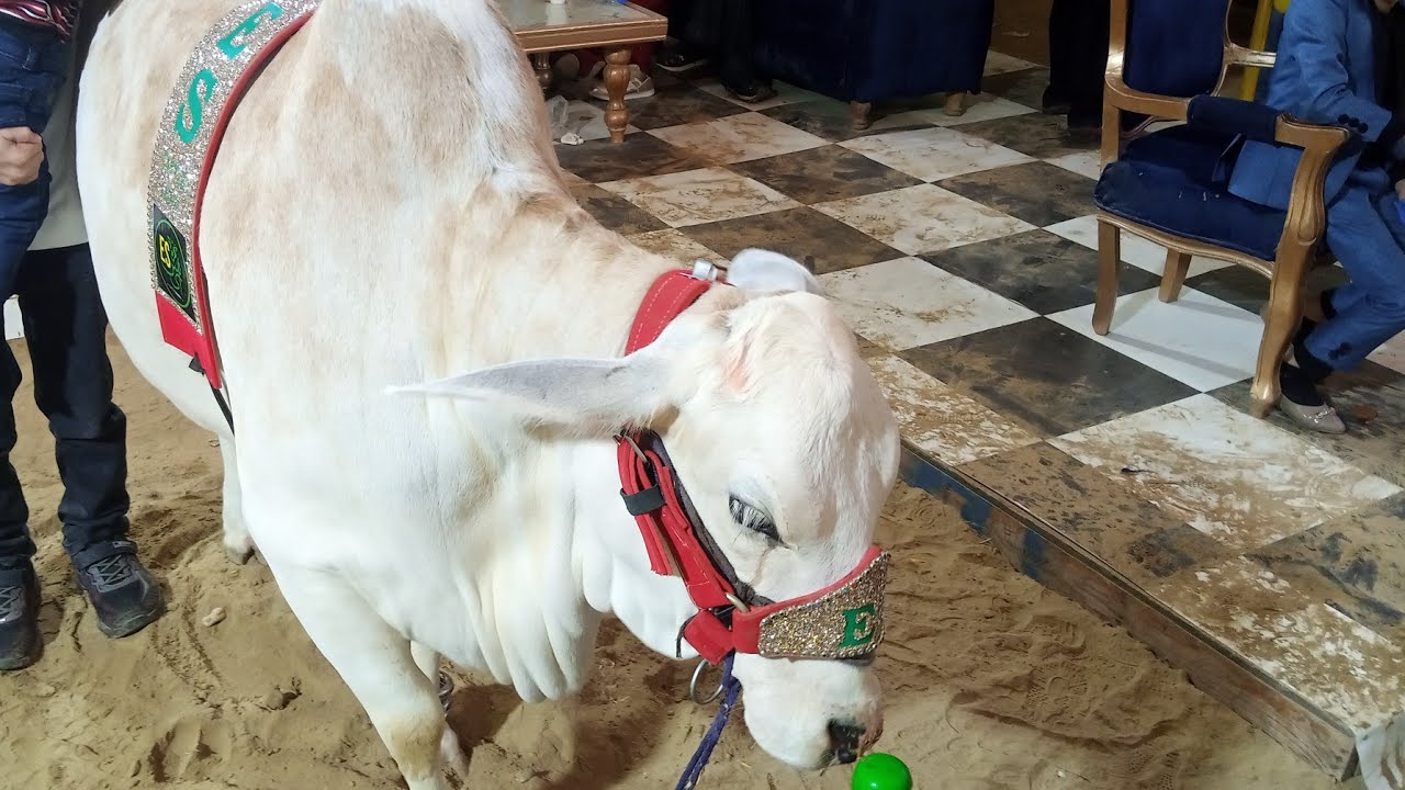 Continental Livestock🥰 || Hamza Wasti - YouTube