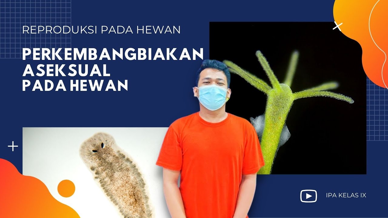 REPRODUKSI PADA HEWAN - PERKEMBANGBIAKAN ASEKSUAL PADA HEWAN - YouTube