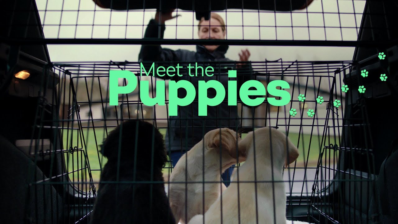 Episode One: Meet the puppies | Dogs for Good x Škoda - YouTube