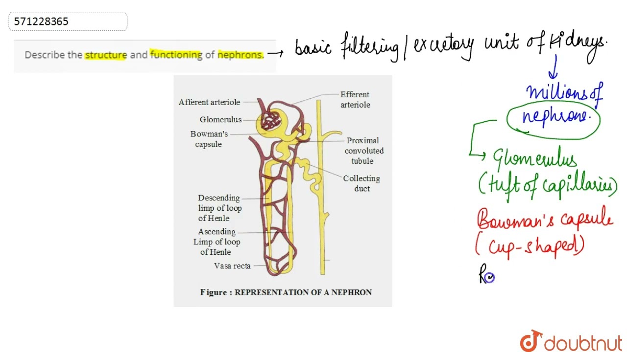 Describe the structure and functioning of nephrons. | 10 | LIFE ...