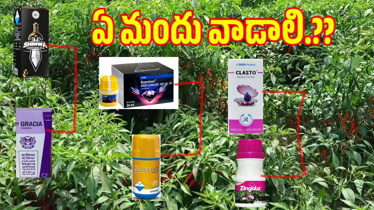 How to control black thrips in chilli | How to cultivate mirchi crop in ...