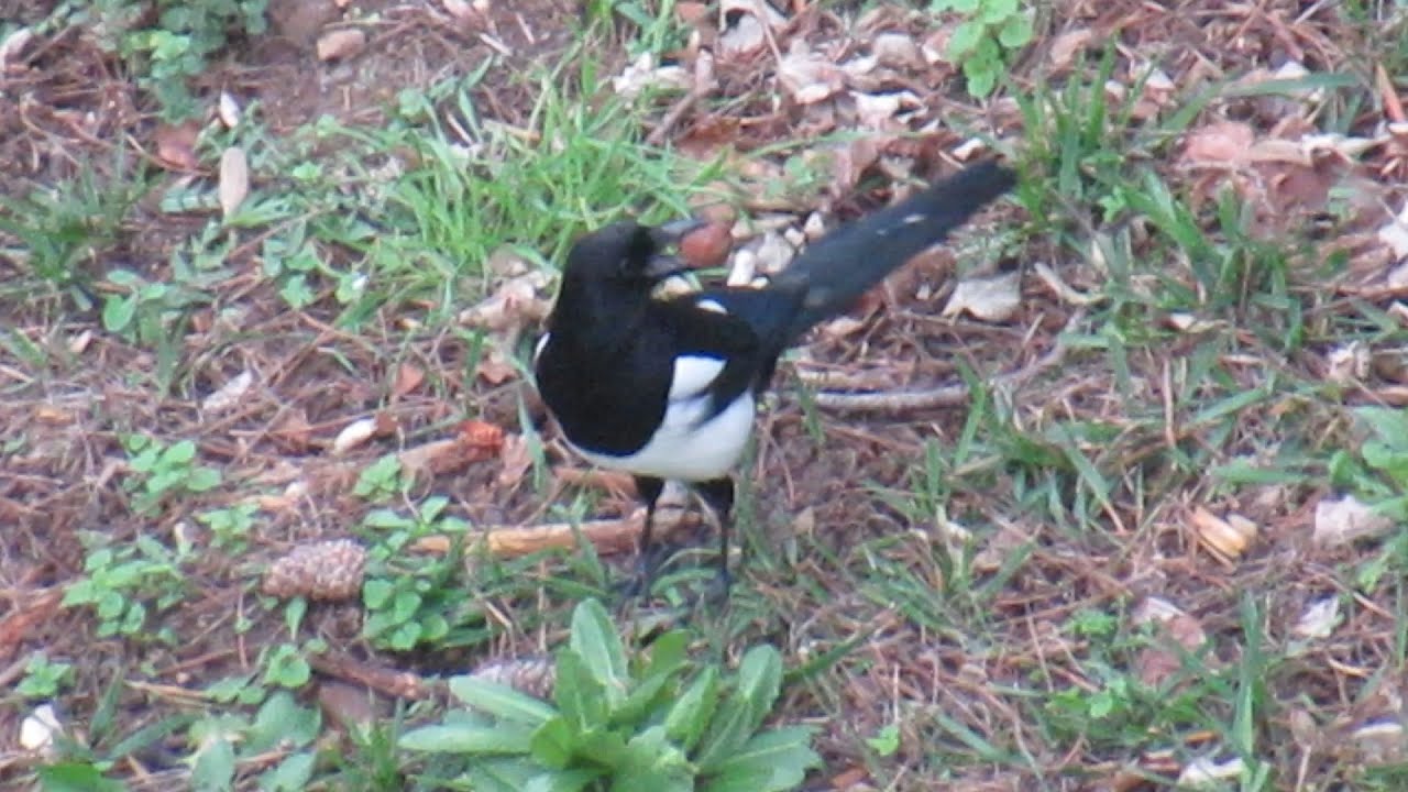 Une pie bavarde retrouve sa nourriture qu'elle a cachée puis la recache ...