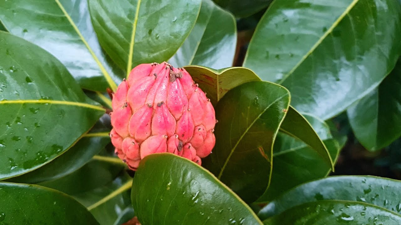 Fruits of Magnolia Grandiflora `24 Below` (4k) in North Germany - YouTube