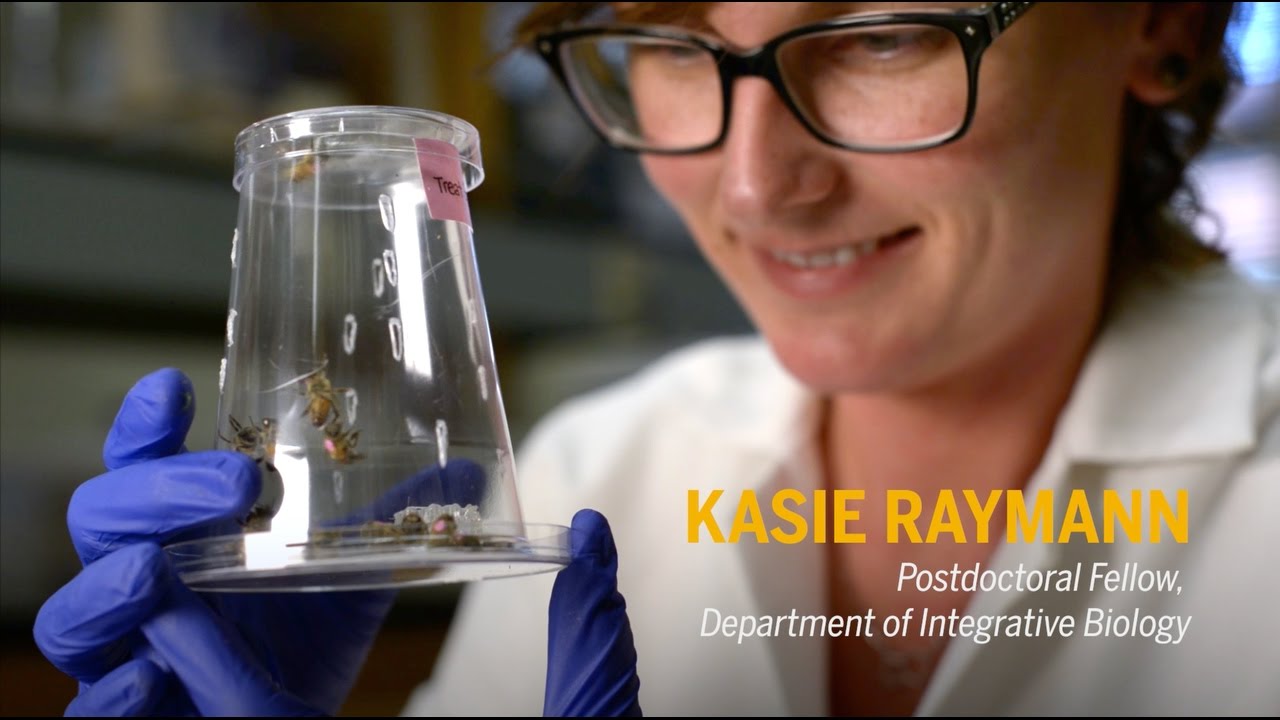 In the lab: Bees & Antibiotic Research - YouTube