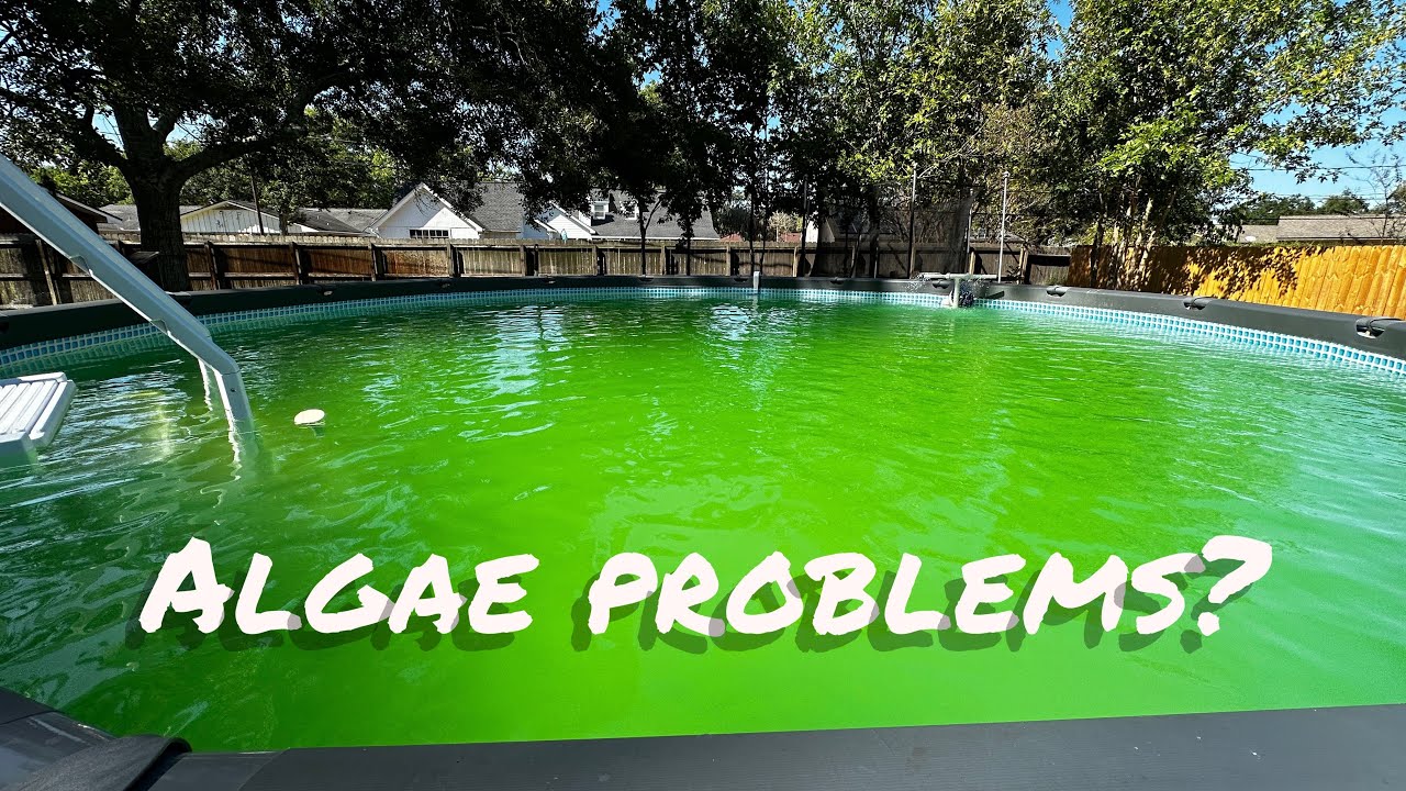 Tackle algae bloom in your pool! Easy algae kill solution! - YouTube