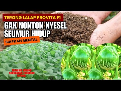 Proses pembuatan pupuk dasar untuk tanaman terong provita F1 #farming #petani #teronglalap 
