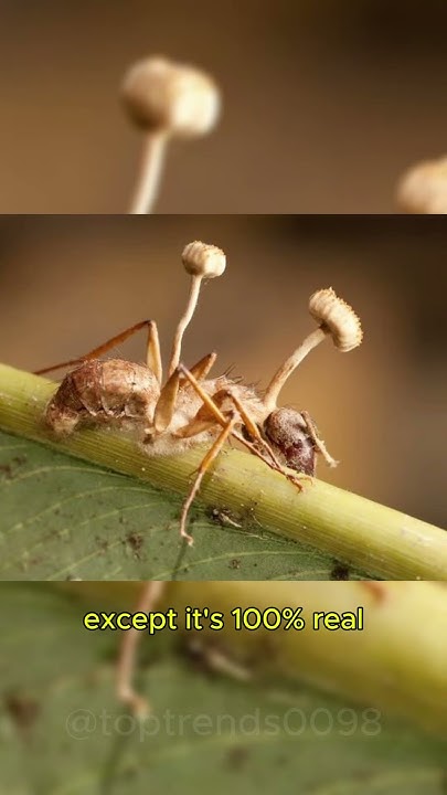 The Fungus That Turns Ants Into Zombies #shorts #facts #ants #fungi ...