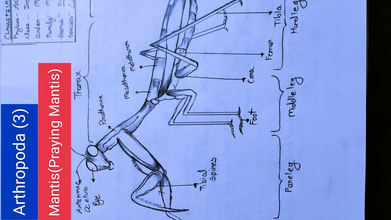 How to draw praying Mantis for bscstyear and class12Icbseboard#science# ...