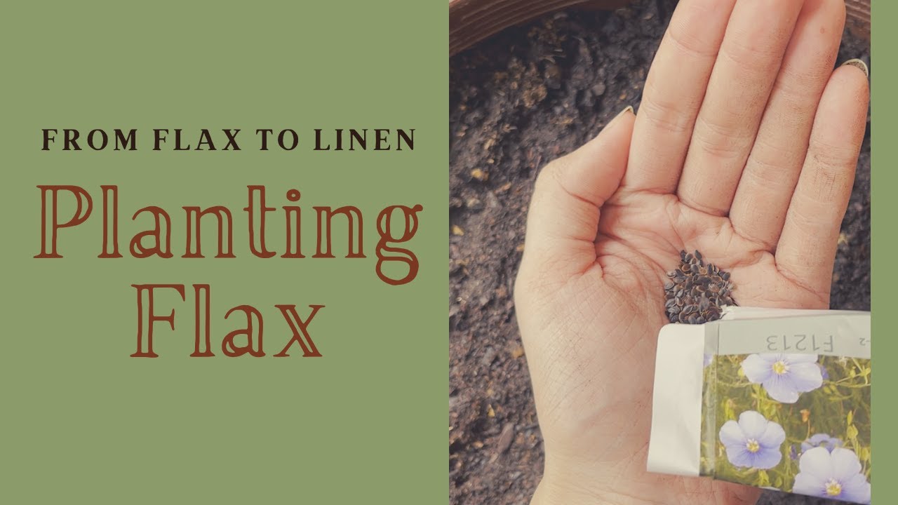 FROM FLAX TO LINEN: Planting Flax an Experiment in Making Linen from ...