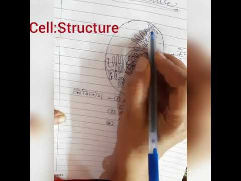 Cell structure in hindi - YouTube