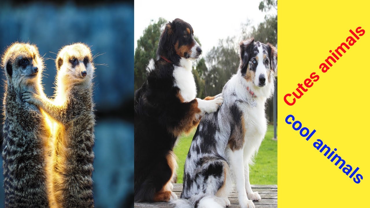 |dogs||animals||cool animals||cats||honest animals| - YouTube