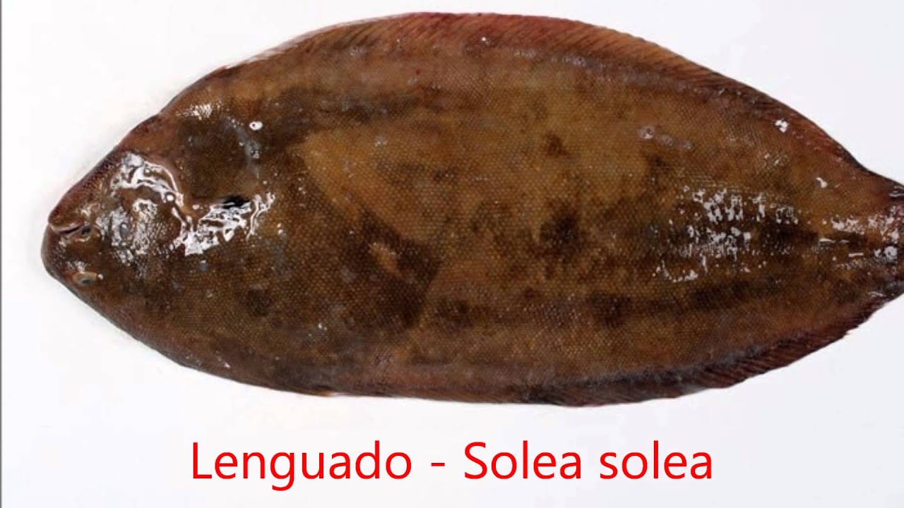 LOS MEJORES PESCADOS Y MARISCOS DE GALICIA HD - YouTube