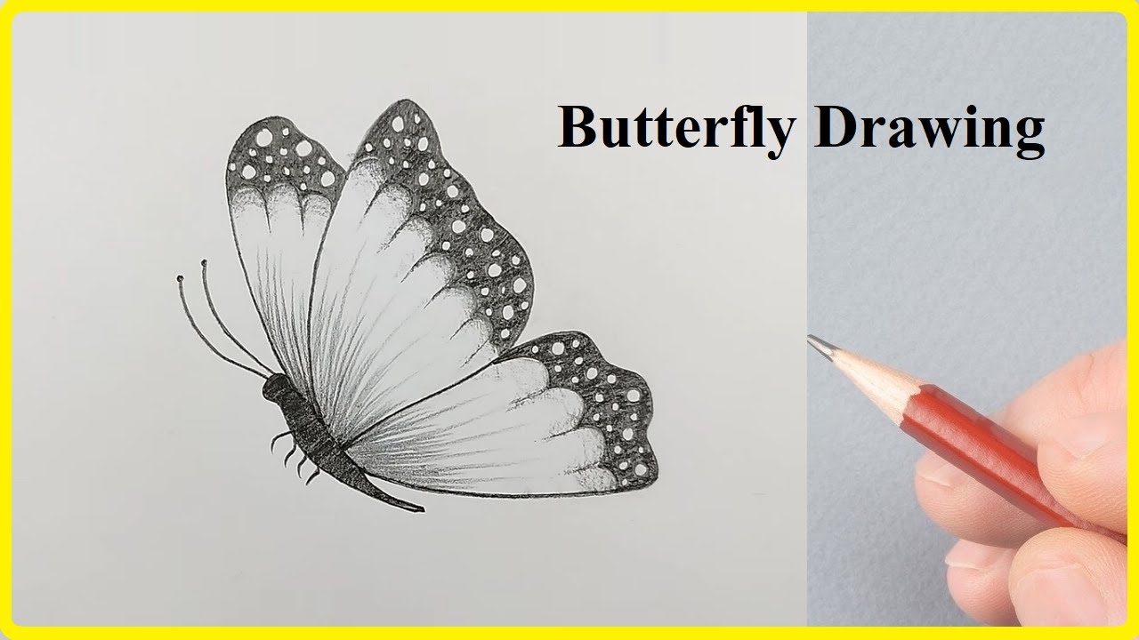 Drawing of butterfly | beautiful butterfly drawing | drawing a ...