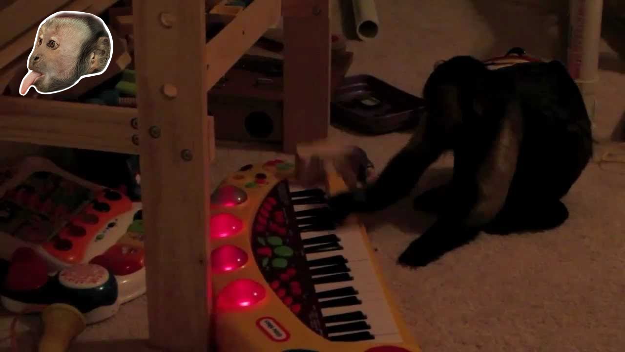 Capuchin Monkey Playing Piano! - YouTube