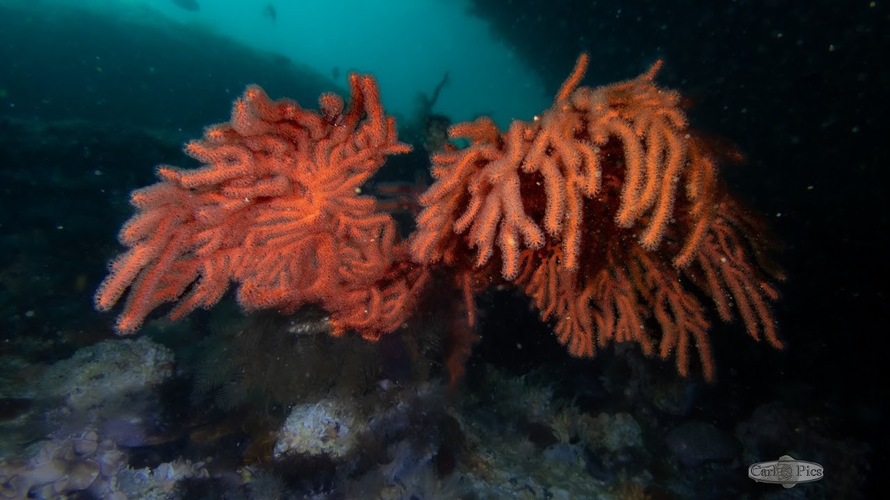 Roman Rock & Photographers Reefs - YouTube