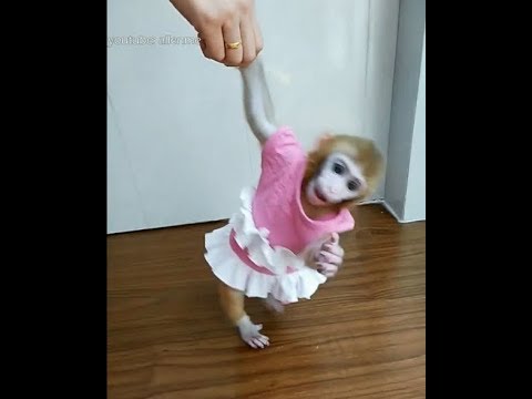 Training pocket monkey to walk upright- The most wanted video in 2017 ...