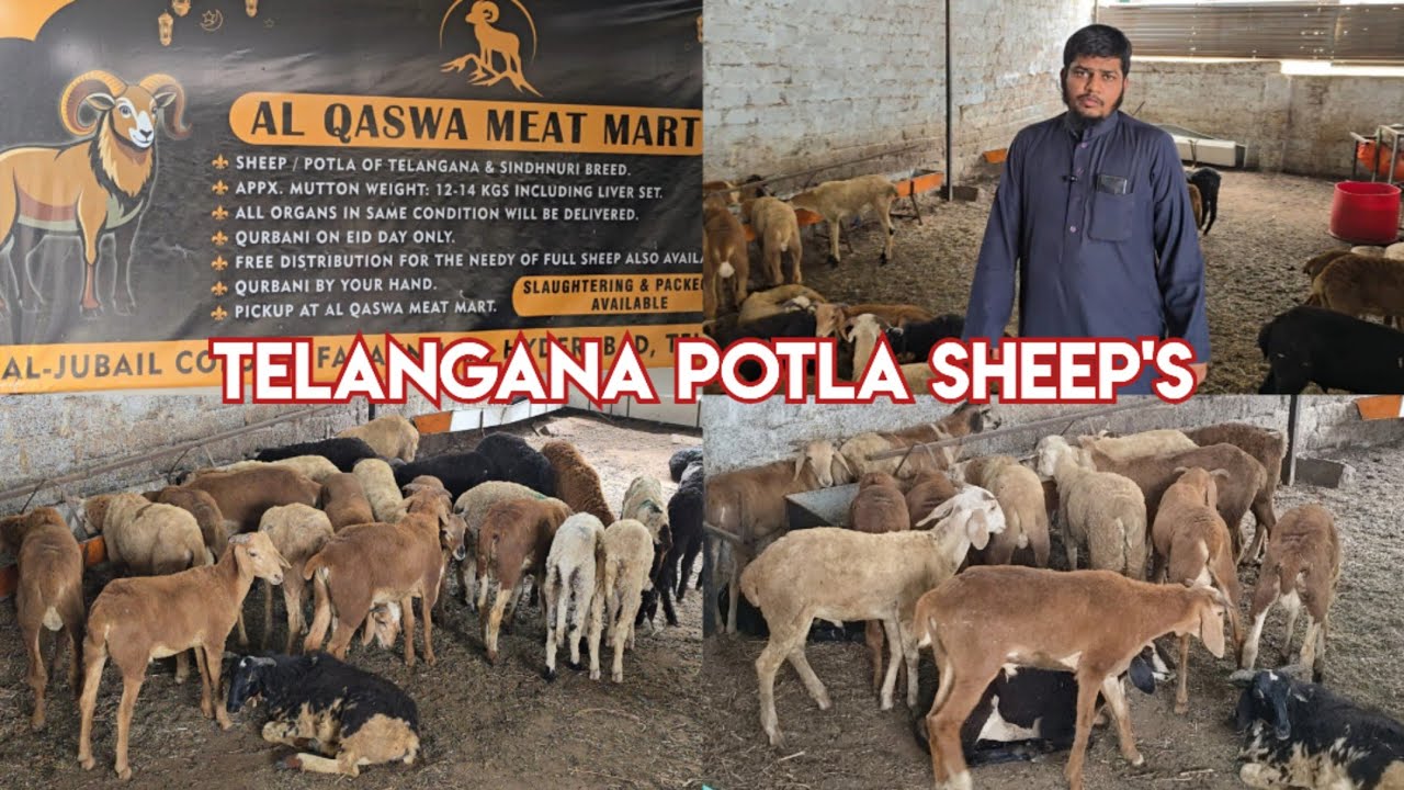 Telangana potla sheep's available in Hyderabad at Al Qaswa Meat Mart ...
