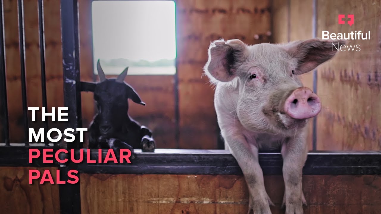 Beautiful News | How a pig and a goat formed a friendship that bleat ...
