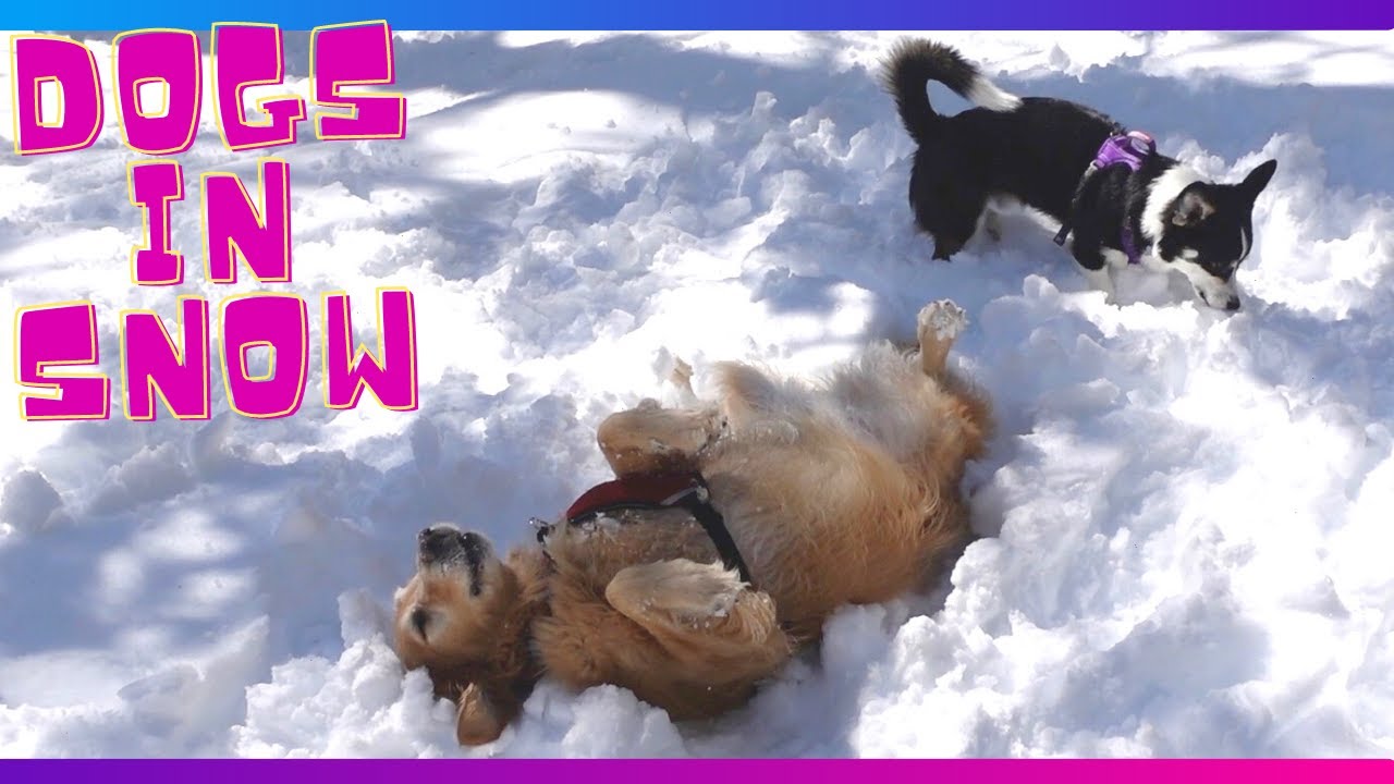 our DOGS first time in SNOW ️ 😱 - YouTube