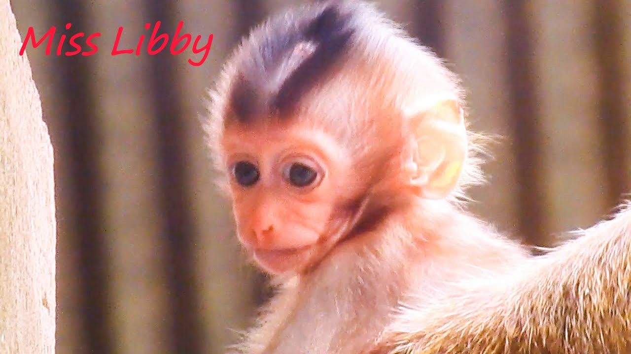 Baby monkey Rainbow miss Libby - YouTube