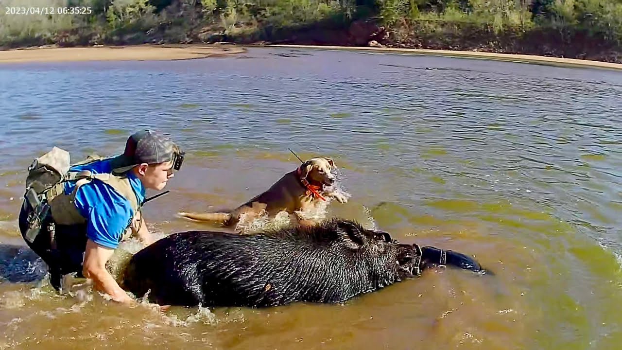 Dogs catch large boar in river - YouTube