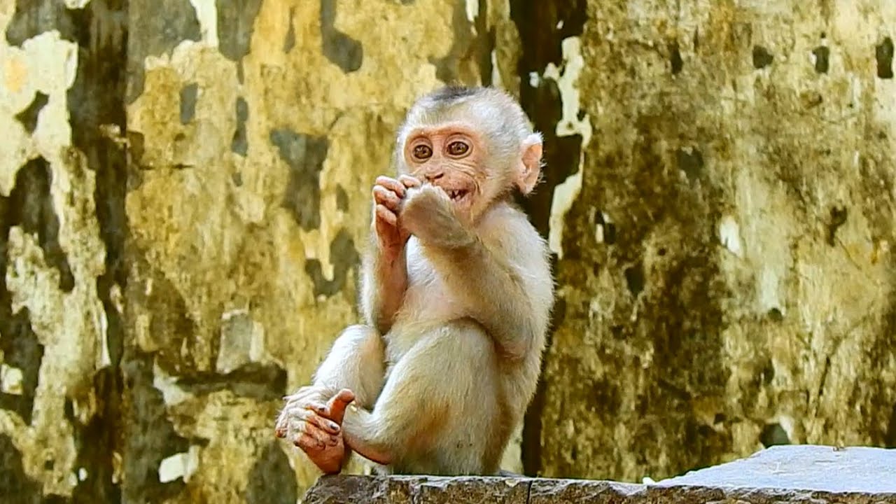 How Cute Is Baby Monkey Leo? - YouTube