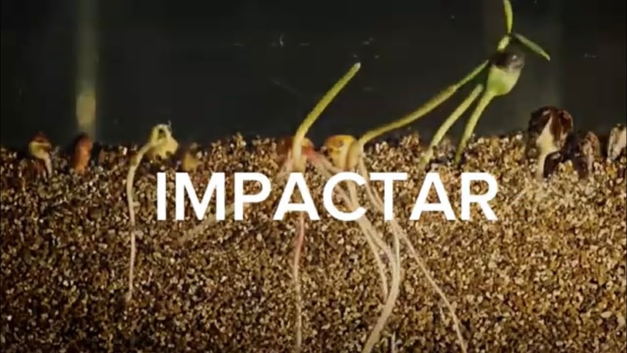 Impactar Raizes, Chegou a hora de florescer - YouTube