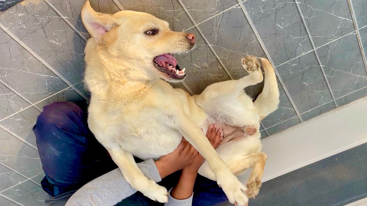 Labrador Dog Demands Attention | Dog Demands Belly Rub - YouTube